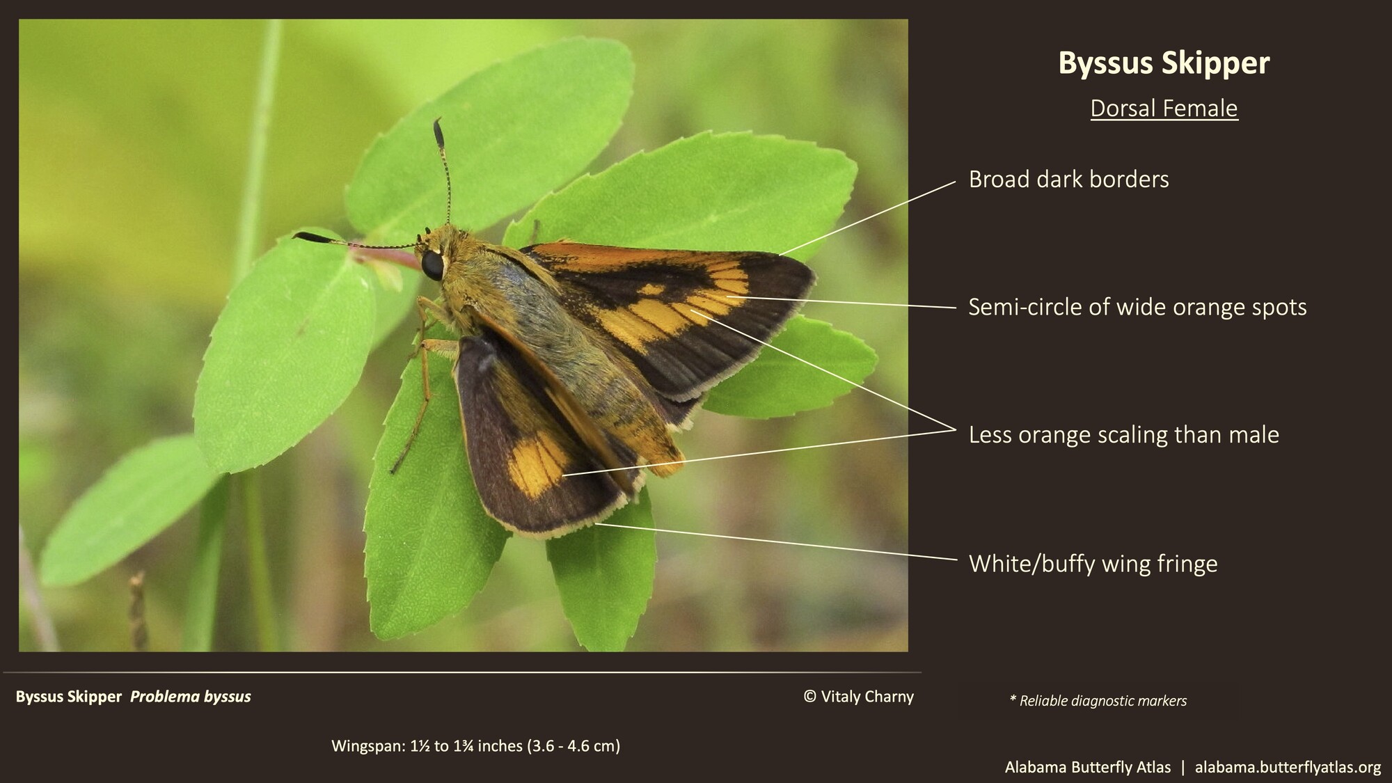 Byssus Skipper - Alabama Butterfly Atlas