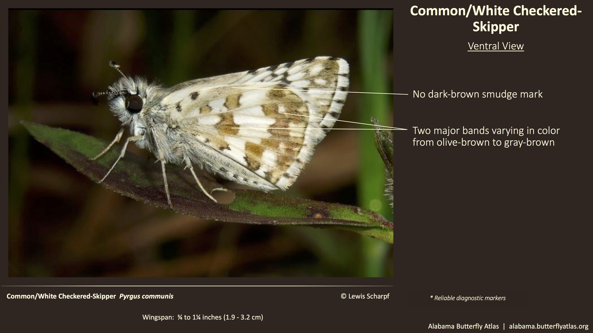 Common Checkered-Skipper / White Checkered-Skipper - Alabama Butterfly Atlas
