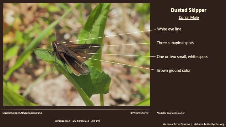 Dusted Skipper - Alabama Butterfly Atlas