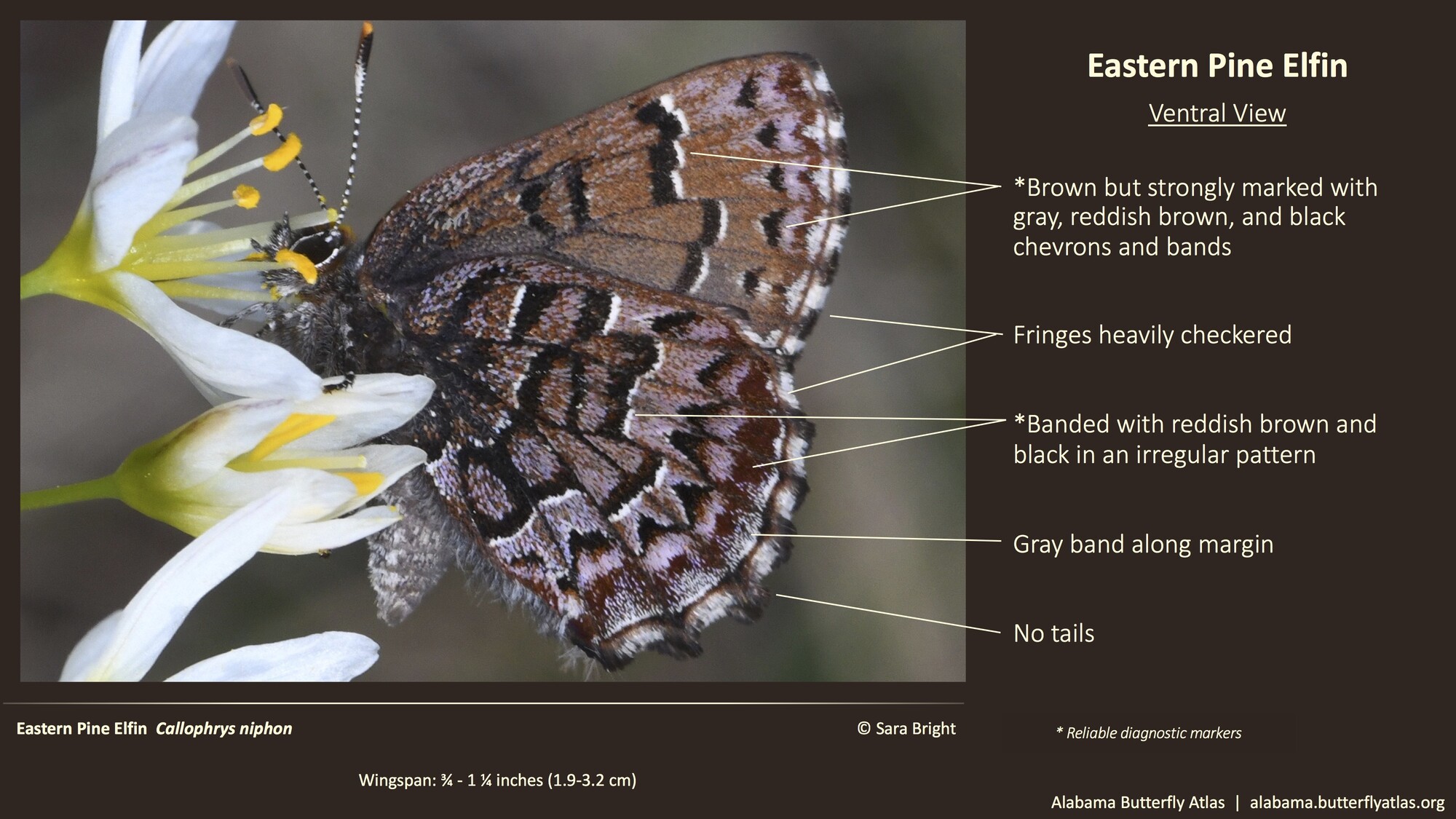 Eastern Pine Elfin - Alabama Butterfly Atlas