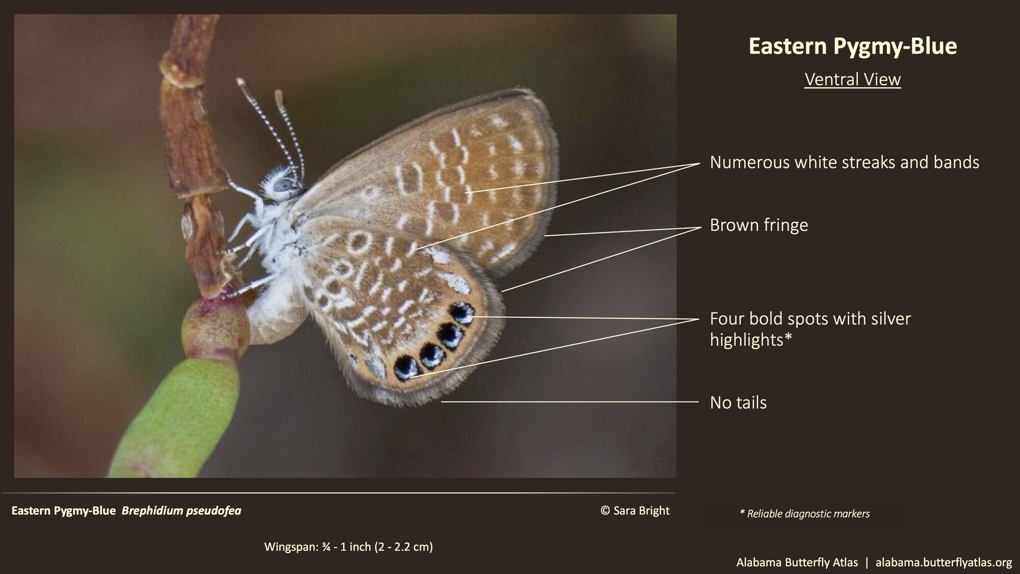 Eastern Pygmy-Blue - Alabama Butterfly Atlas