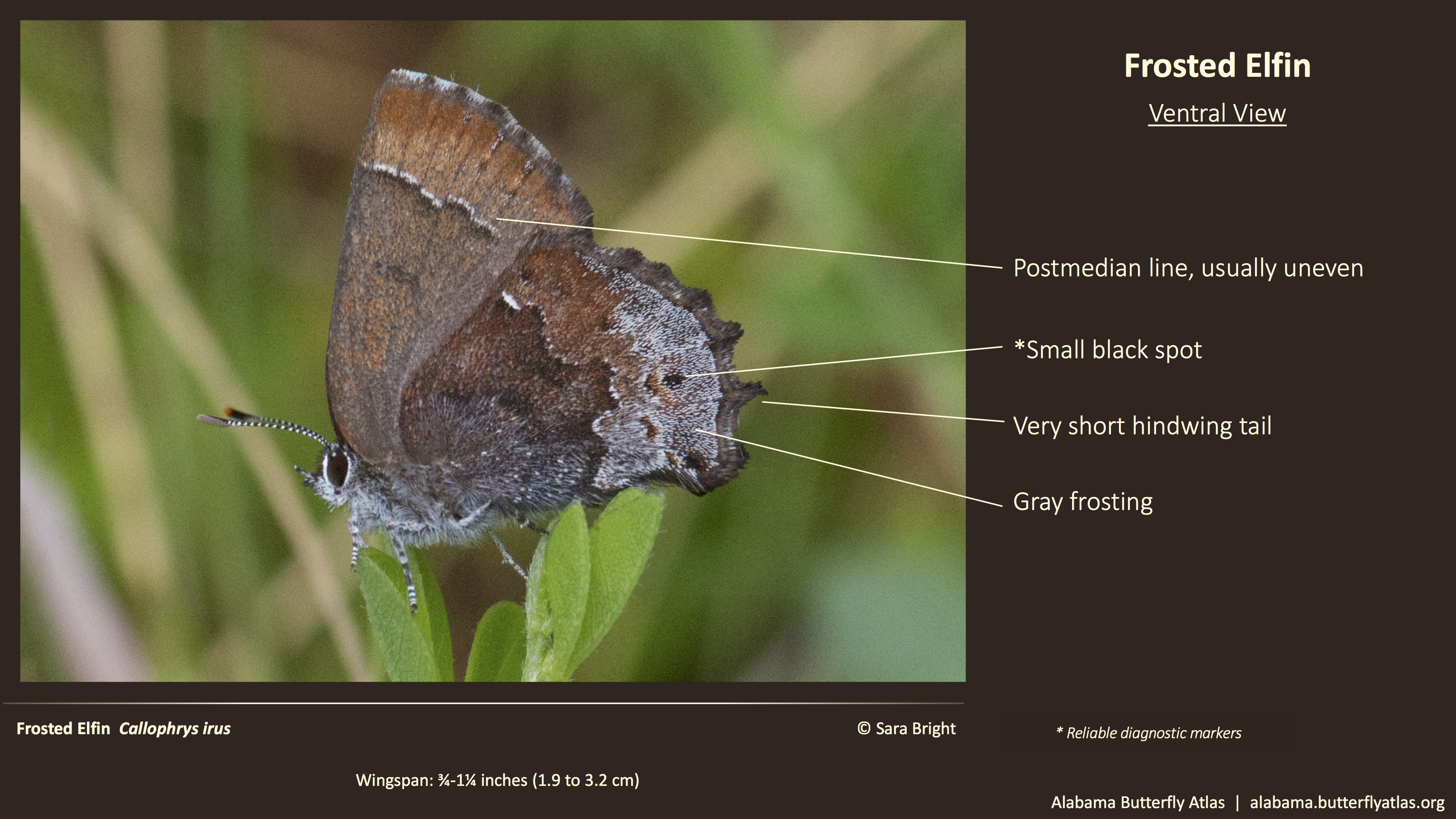 Frosted Elfin - Alabama Butterfly Atlas