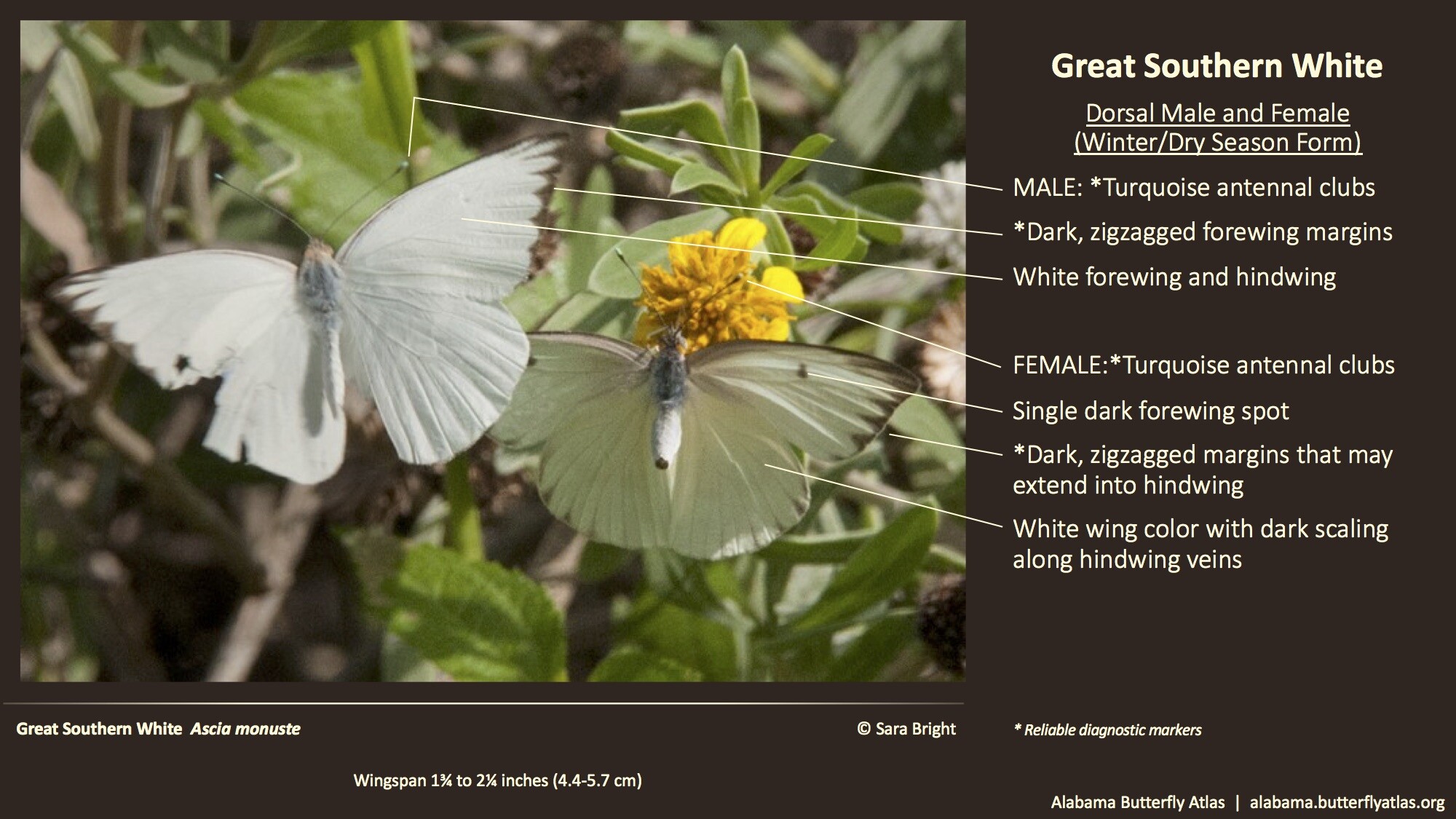 Great Southern White - Alabama Butterfly Atlas