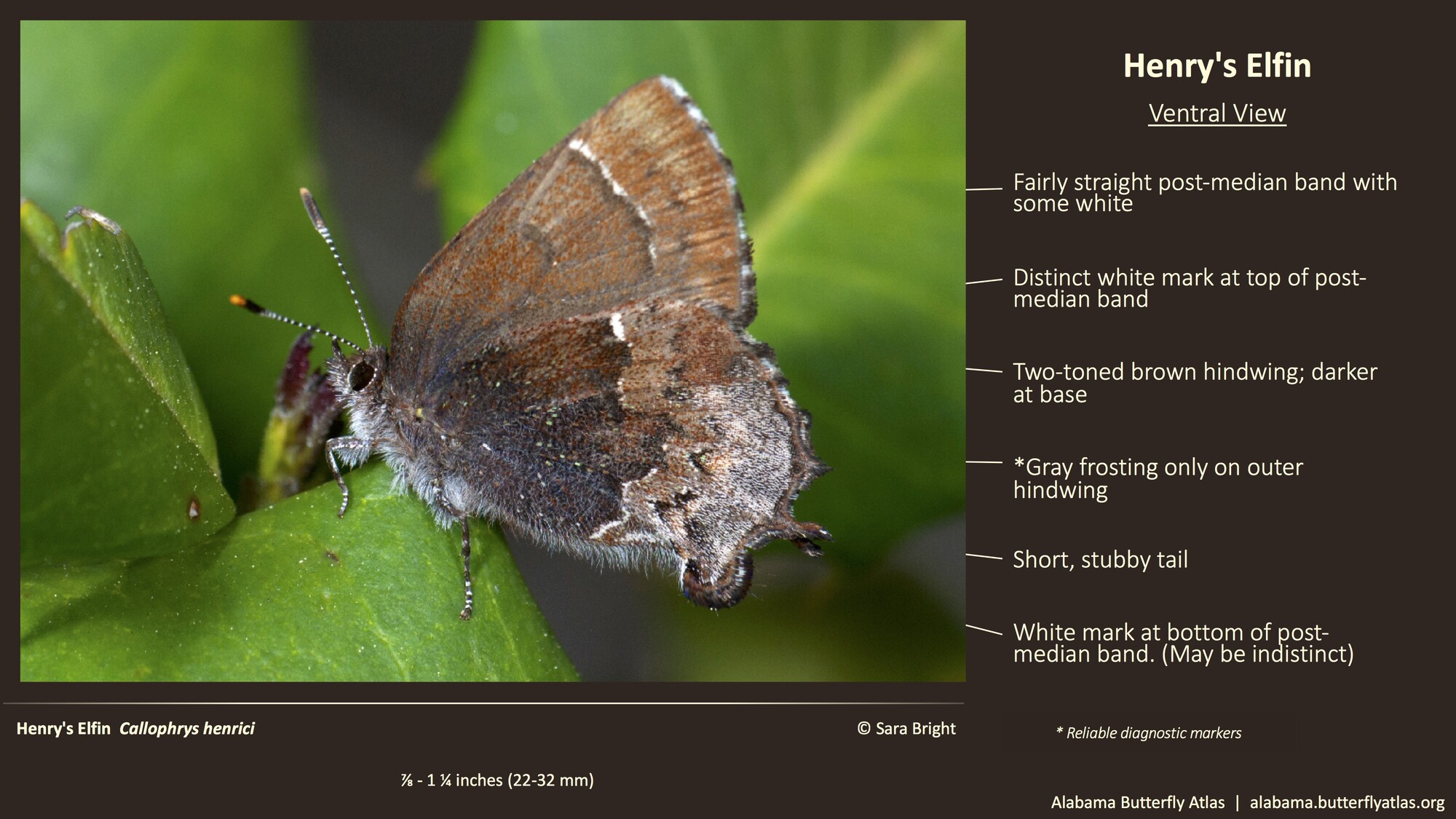 Henry's Elfin - Alabama Butterfly Atlas