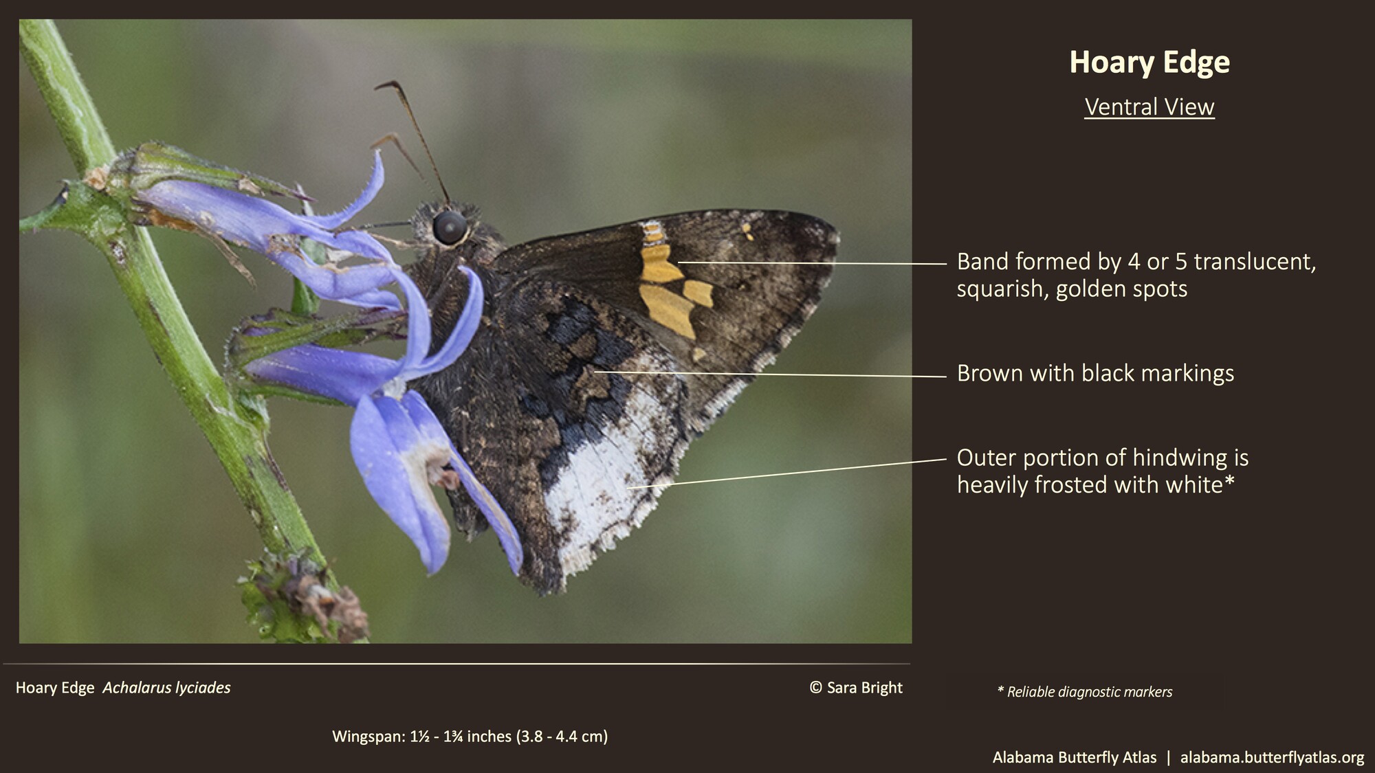 Hoary Edge - Alabama Butterfly Atlas