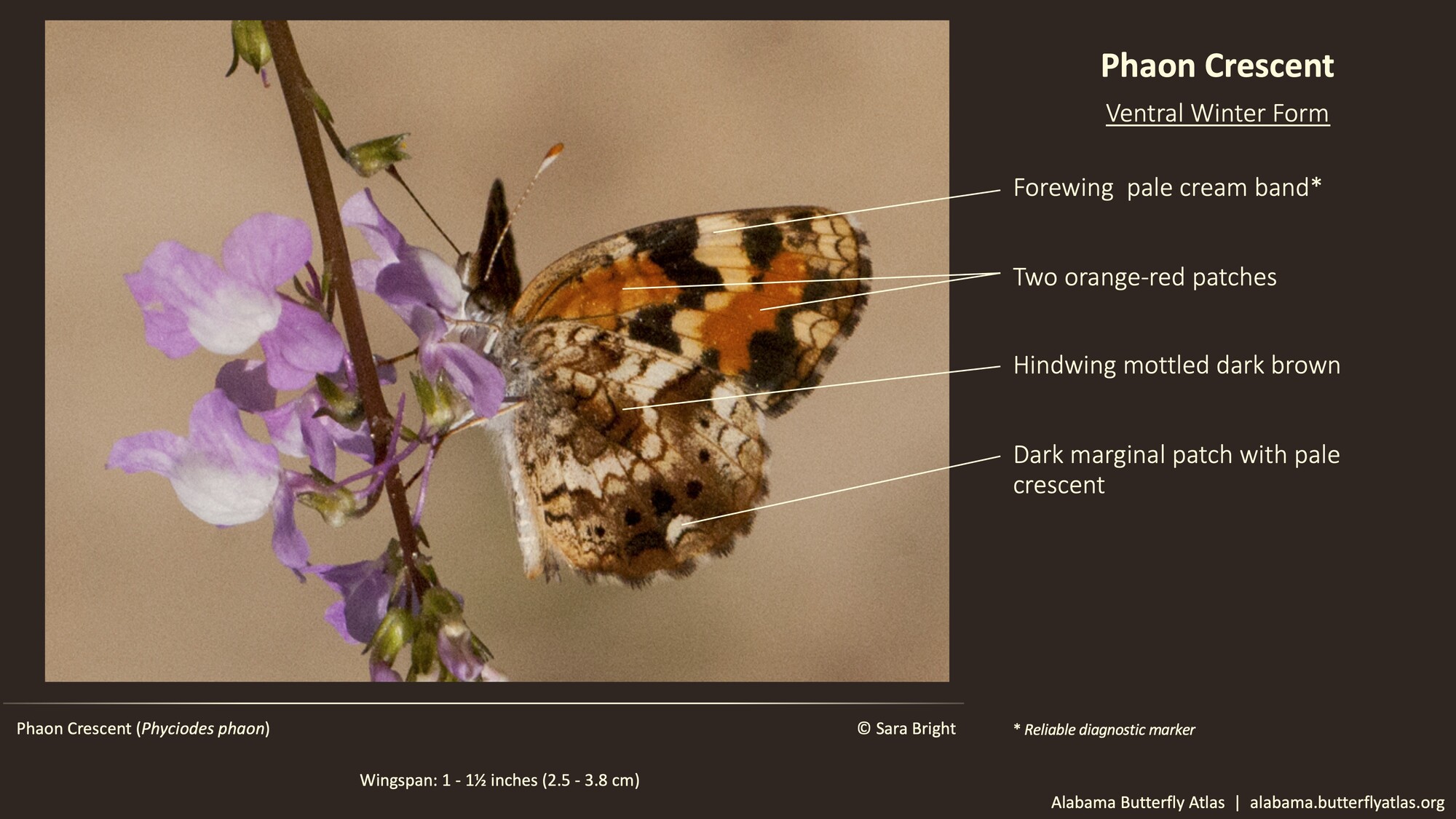 Phaon Crescent - Alabama Butterfly Atlas