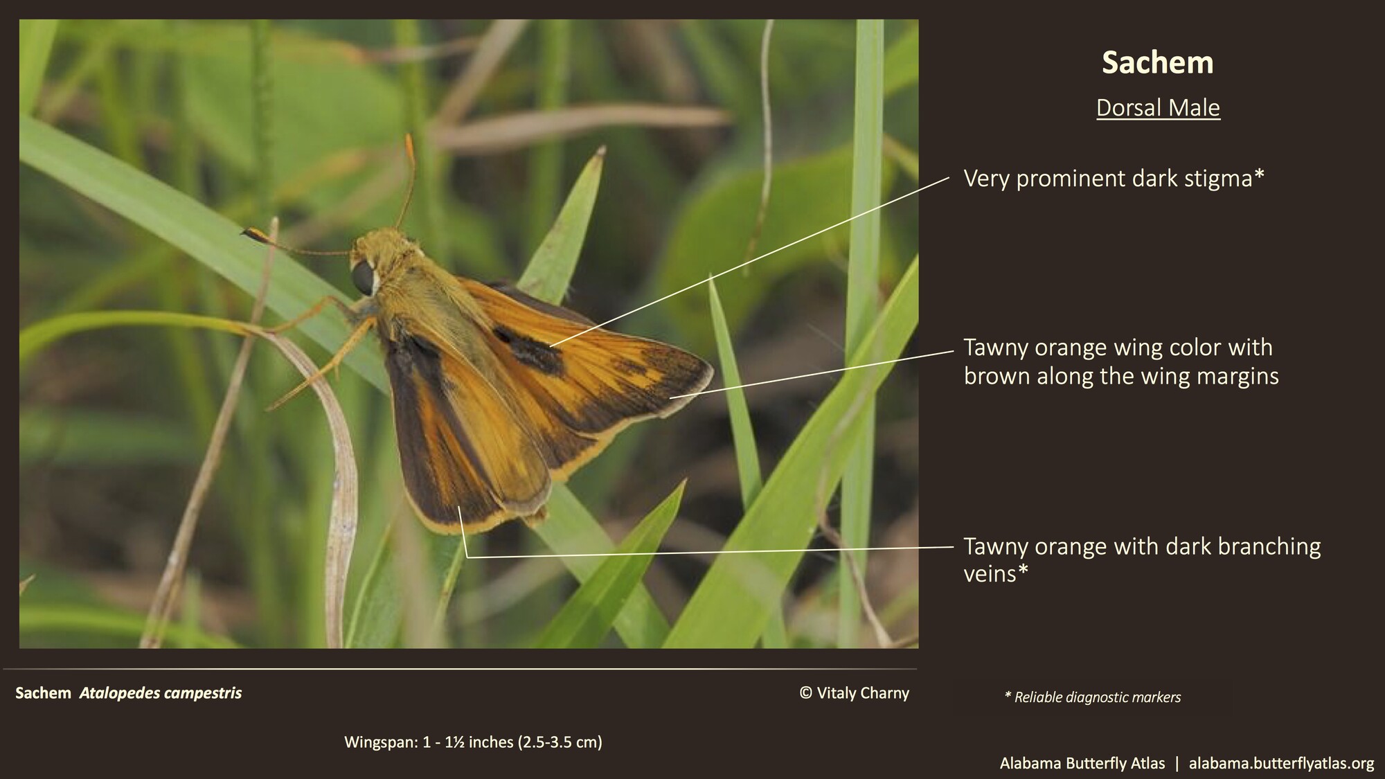 Sachem - Alabama Butterfly Atlas