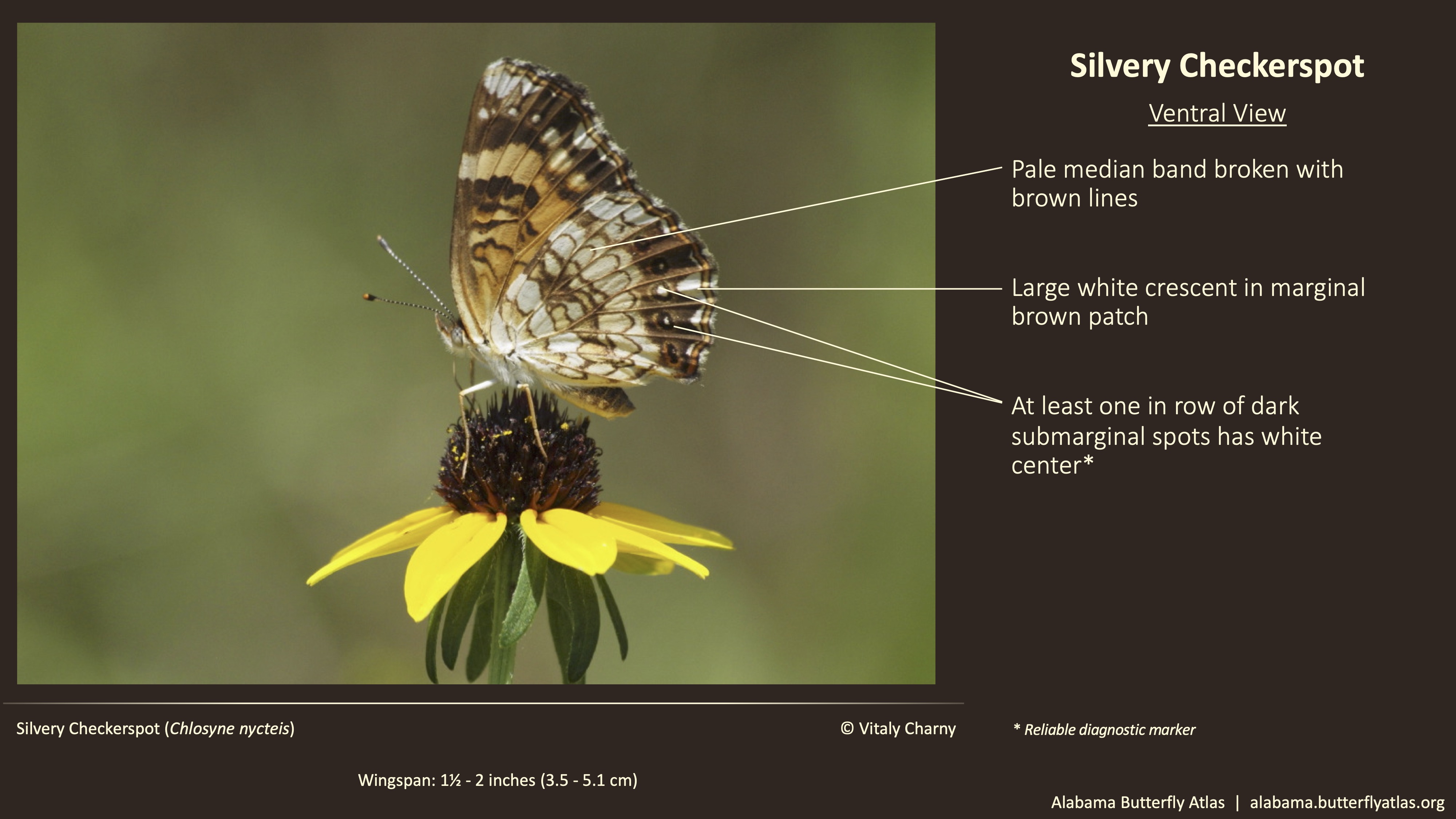 Silvery Checkerspot - Alabama Butterfly Atlas