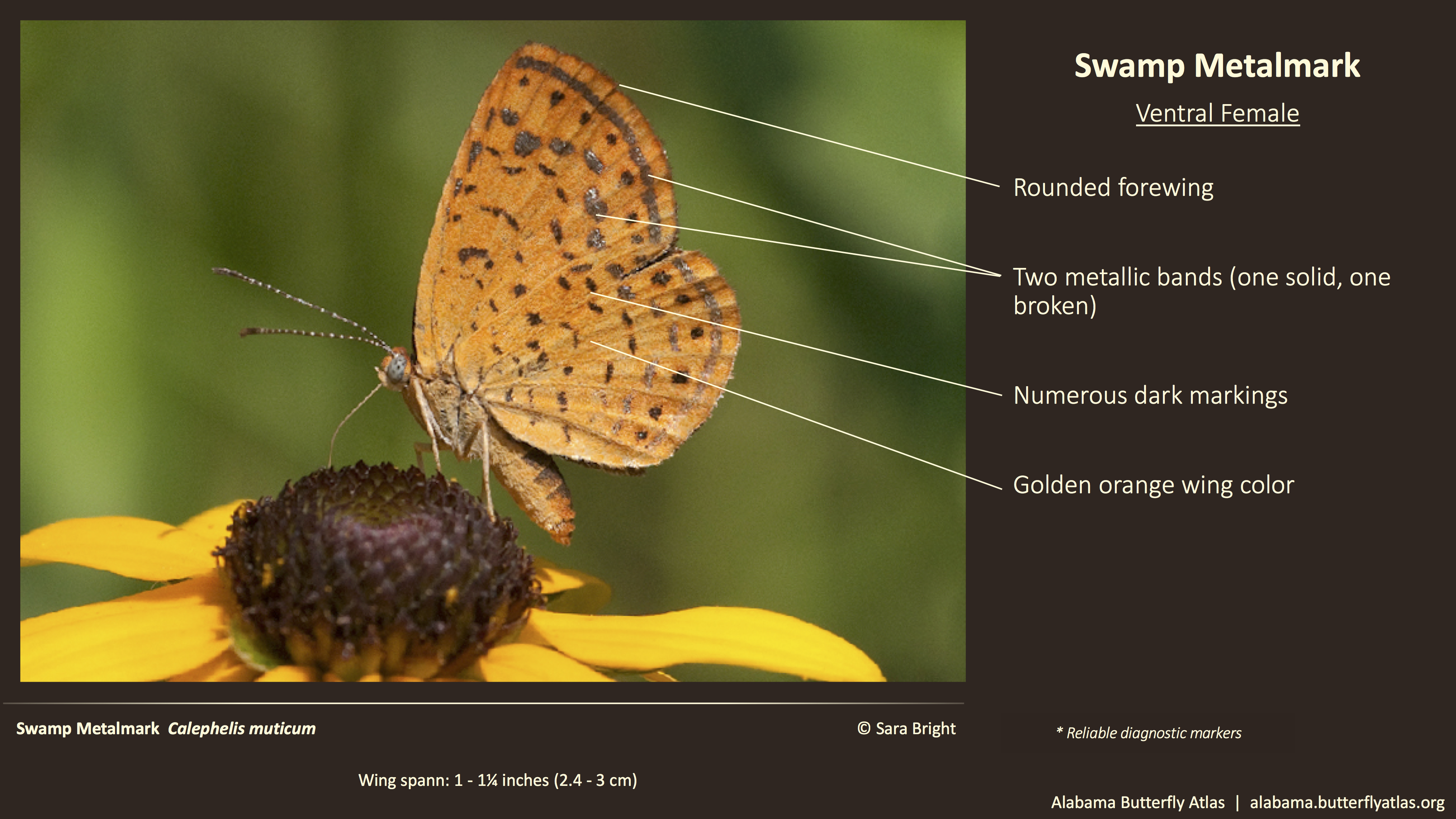 Swamp Metalmark - Alabama Butterfly Atlas