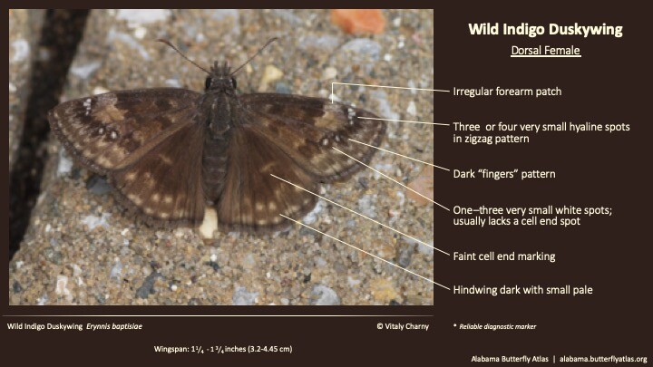 Wild Indigo Duskywing - Alabama Butterfly Atlas